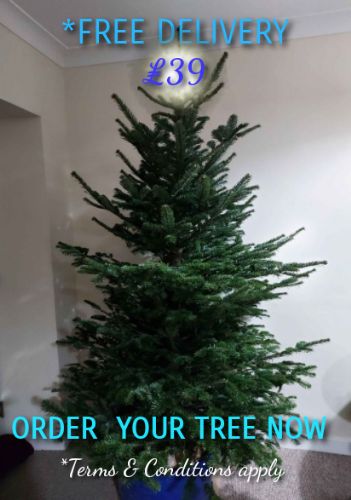 Festive Trees and Wreaths - Real Christmas Trees